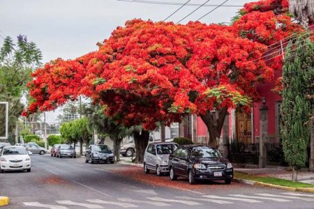 Los árboles Florales En Guadalajara Turismo Guadalajara